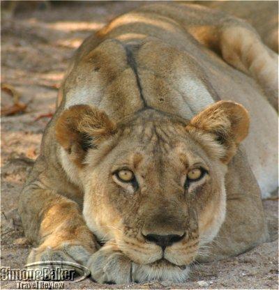 The Prido of the Serangheti A lion RPG characters | BackYard Chickens ...